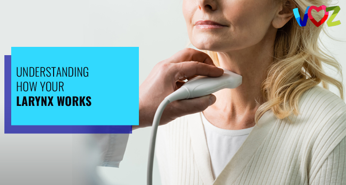 Understanding How Your Larynx Works | The Voz Institute | Speech ...