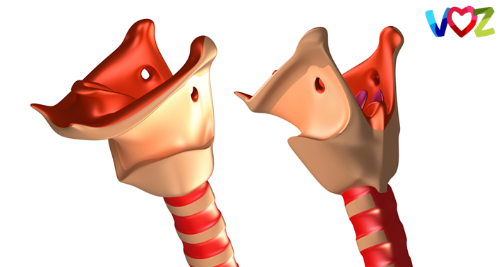 Understanding How Your Larynx Works | The Voz Institute | Speech ...