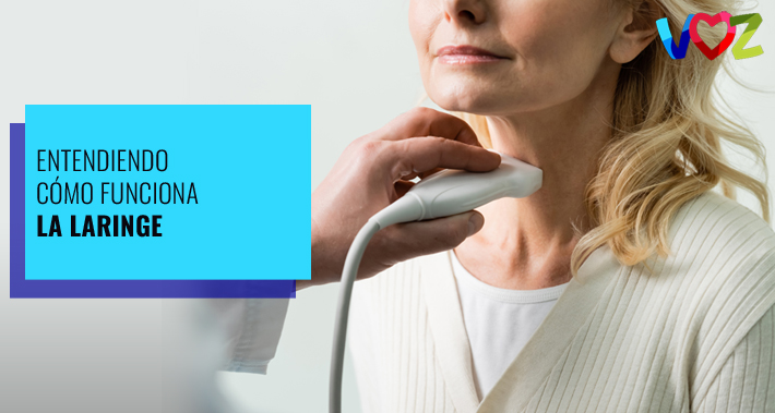 Entendiendo cómo funciona la laringe | El Instituto Voz | Terapeuta del ...